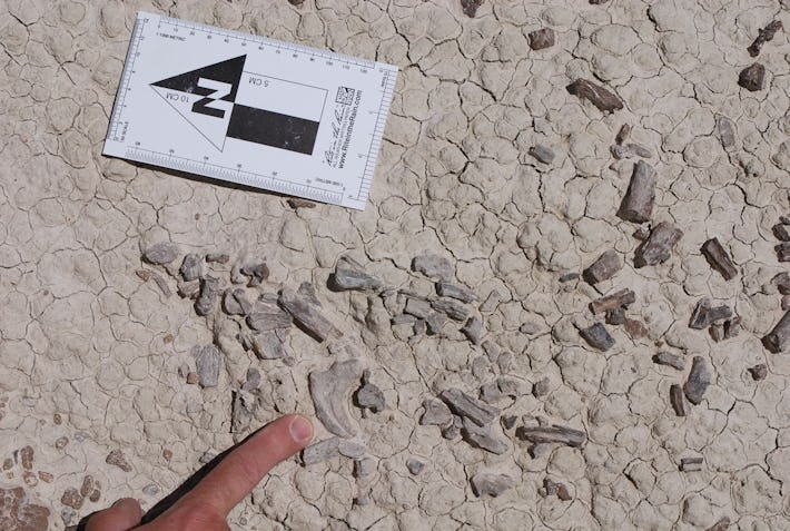 Meet Dineobellator, a new, fierce dinosaur species from 67 million ...