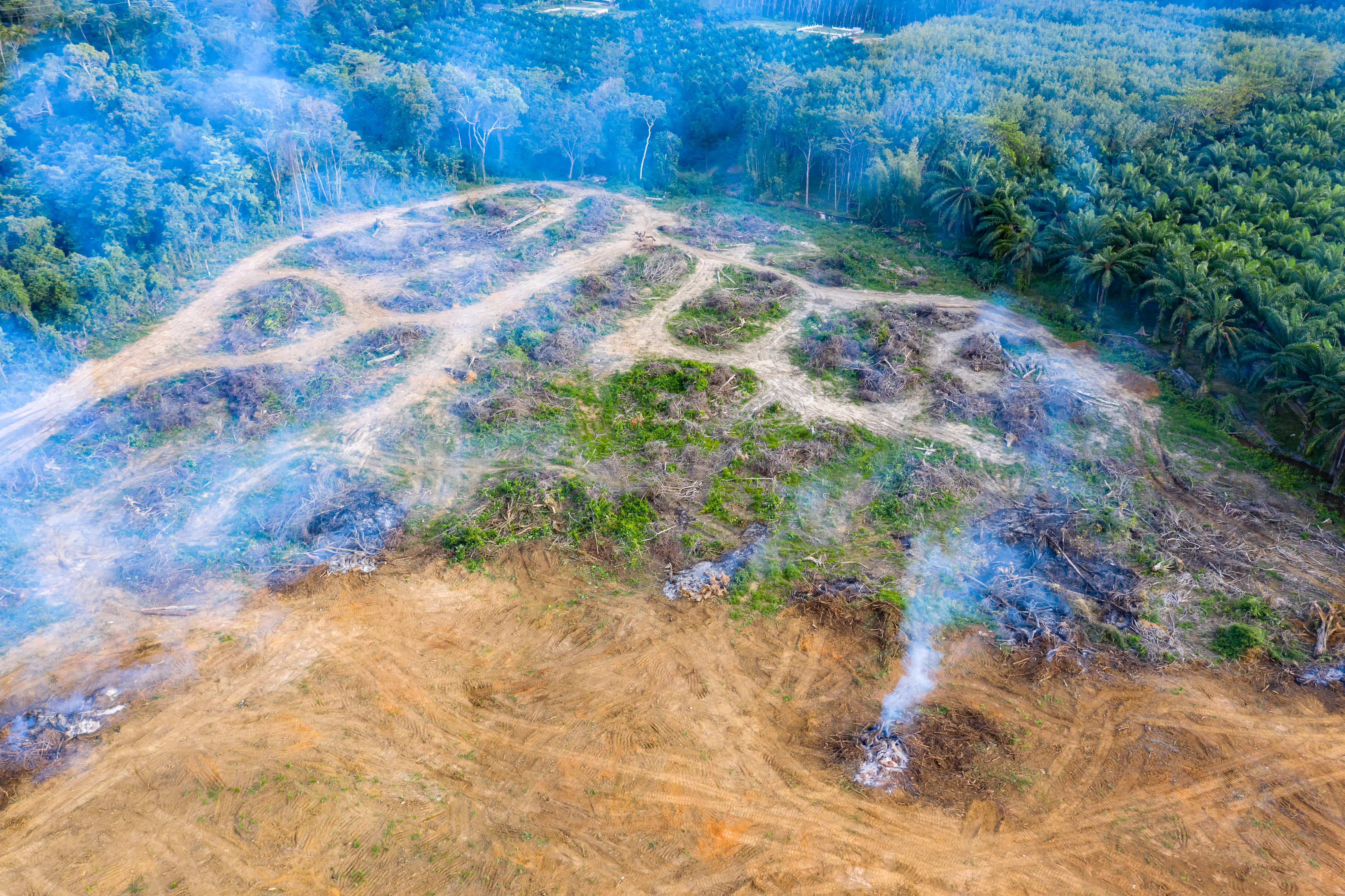 Laser scans have revealed something strange at the edge of the rainforest