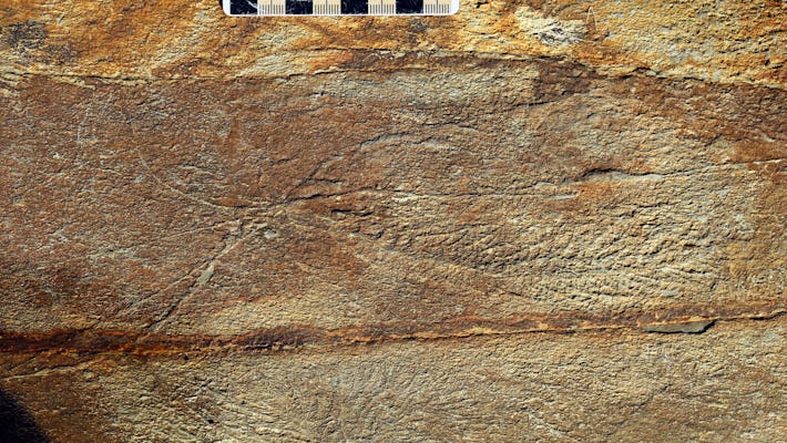 Half-billion-year-old, fern-like animals may be the first social network