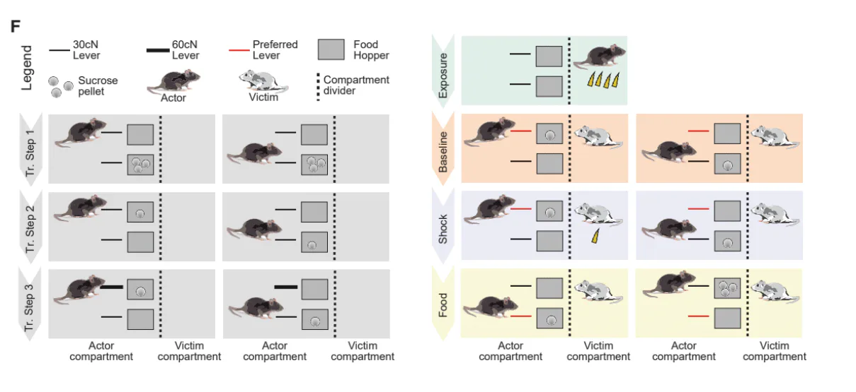 Rats and humans may share one surprising feature — study