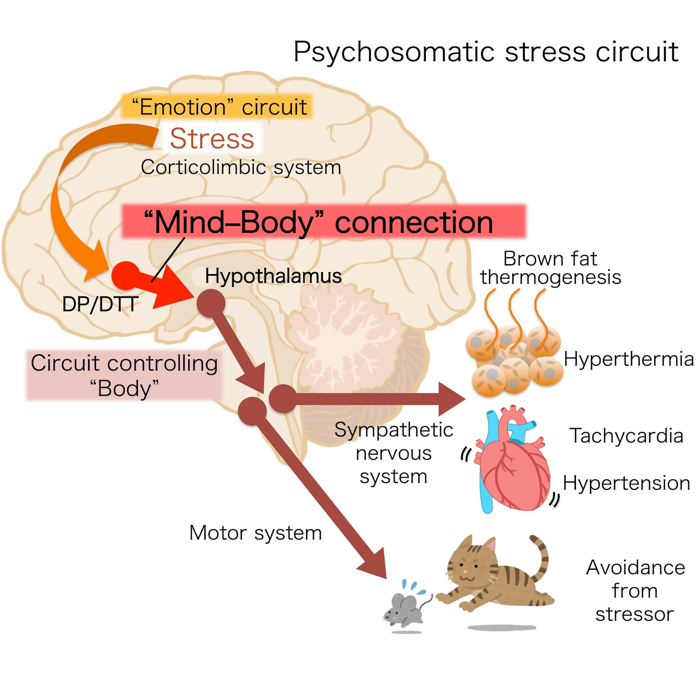 A "totally unexplored" brain region explains the physical toll of stress