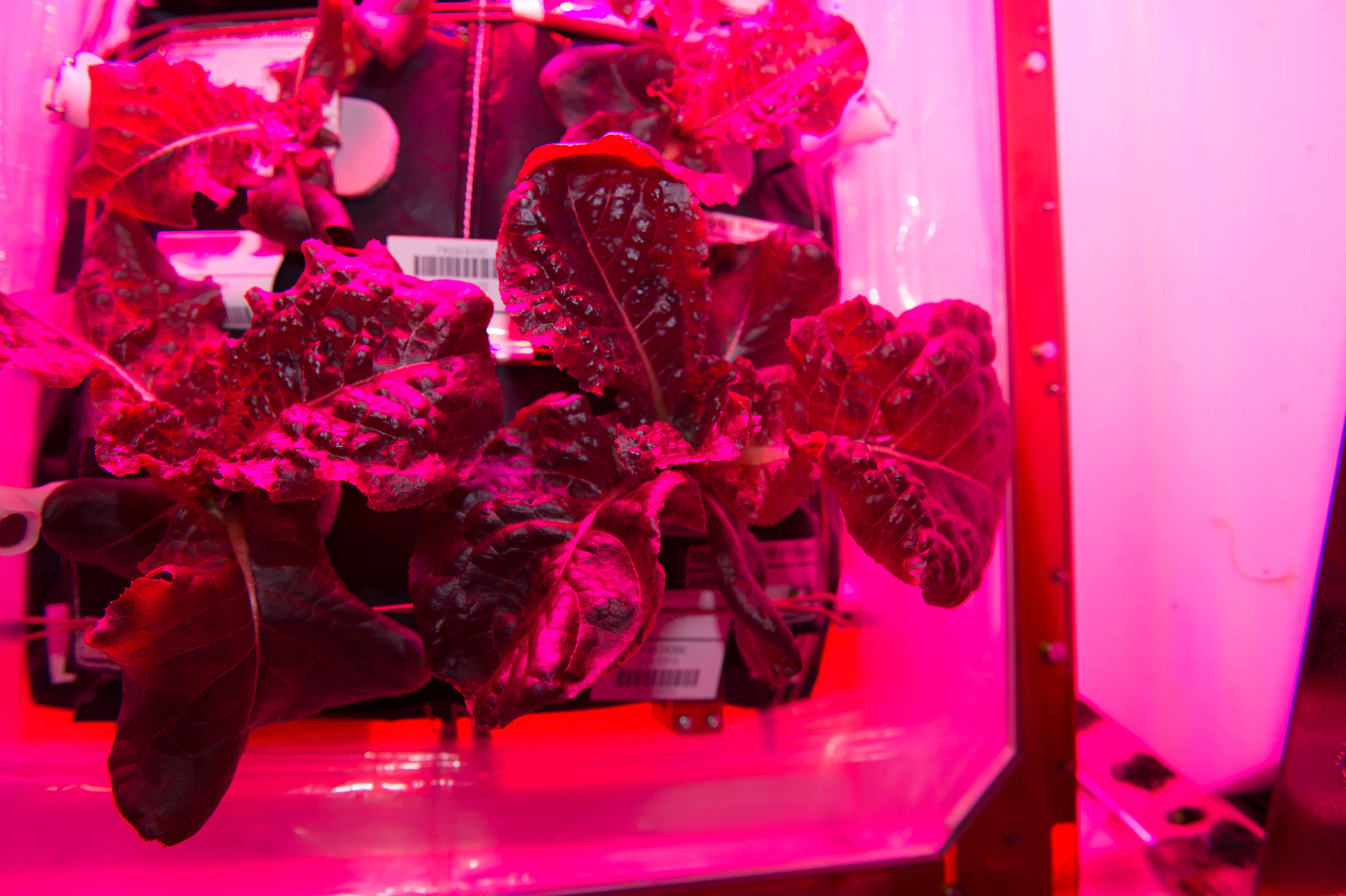 To prepare for life in space, astronauts are starting to grow their own ...