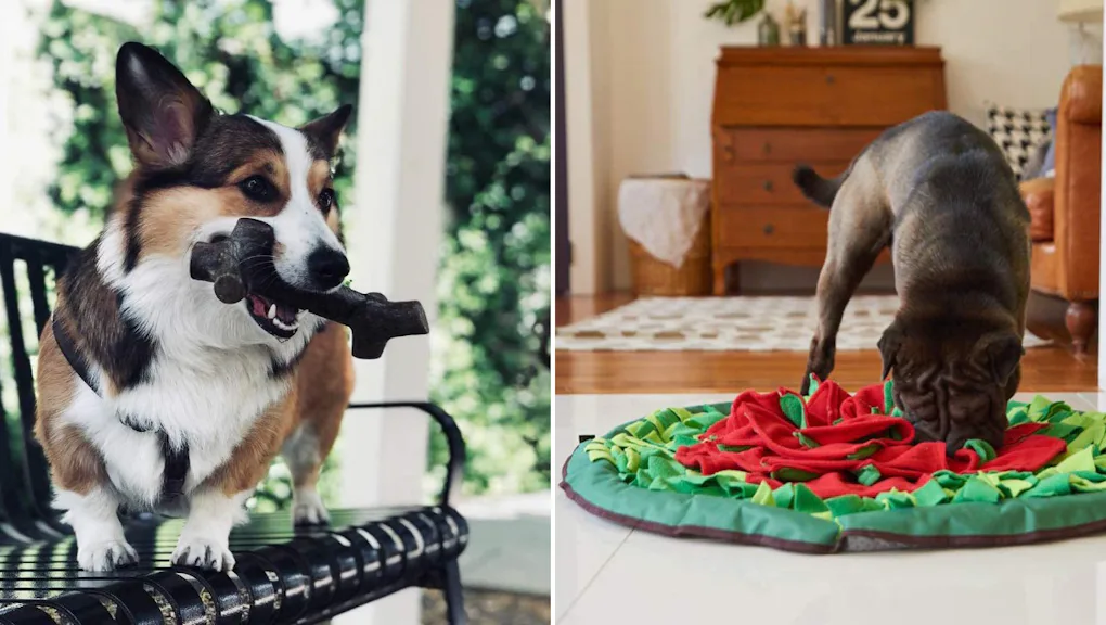 The 11 Best Toys To Keep Dogs Busy The 11 Best Toys To Keep Dogs Busy