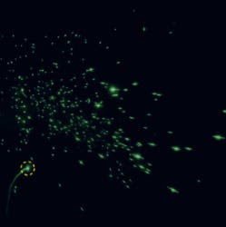 Video of flying neon spit shows how speaking could spread coronavirus