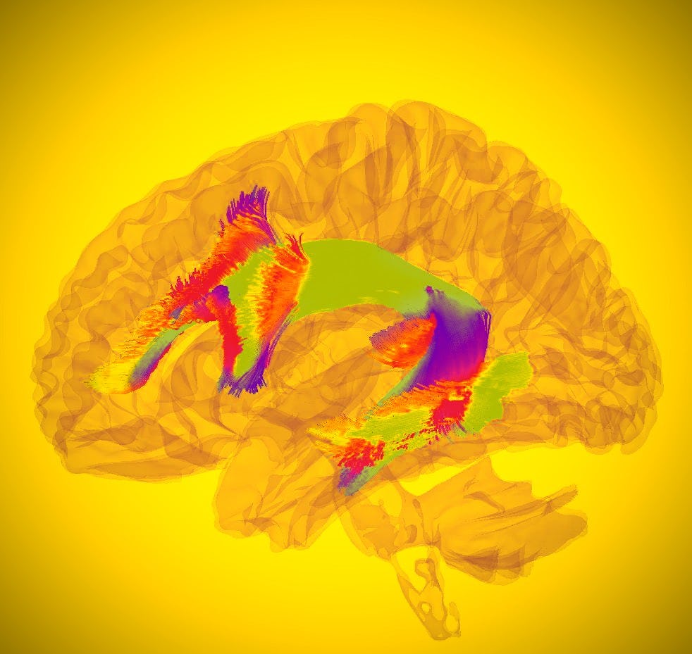 Scientists make a spectacular discovery about the origin of language in ...