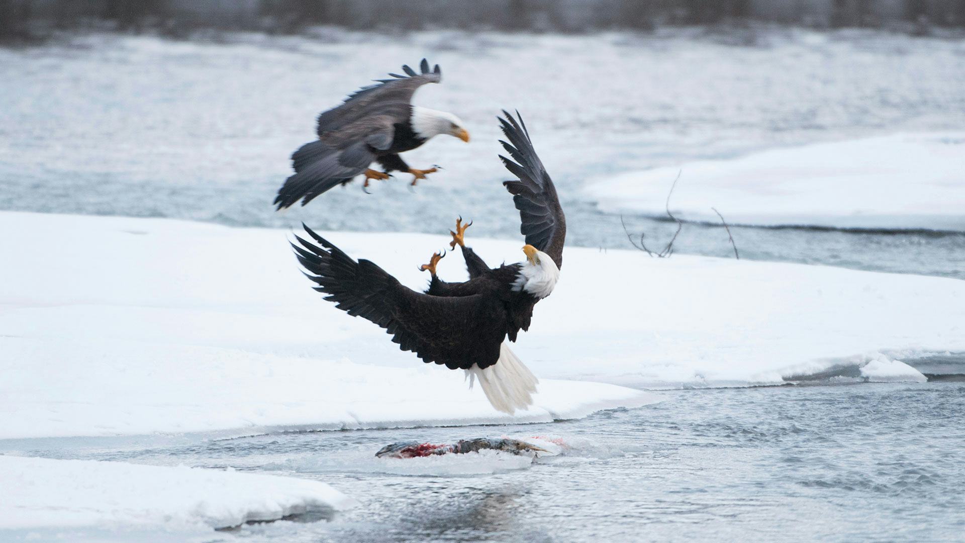 Earth Day: 5 stunning nature documentaries to stream right now