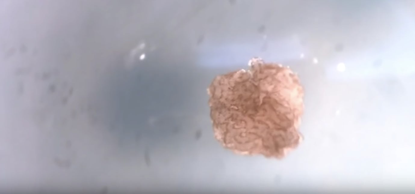 Scientists have created a new type of robot that is literally alive