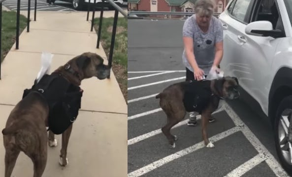This Dog Delivering Wine At A Winery Is Making Customers So Happy