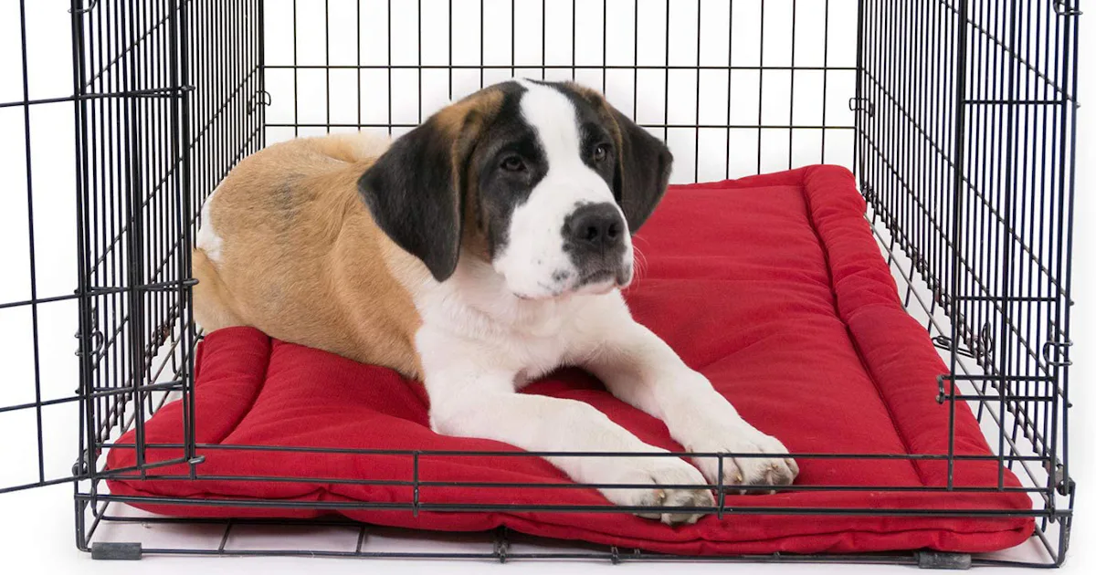 The 6 Best Dog Crate Beds The 6 Best Dog Crate Beds