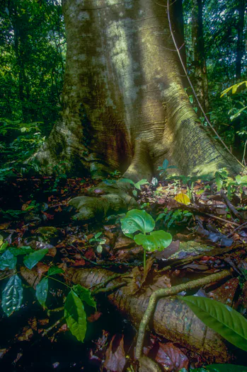 Scientists may have ignored a secret weapon against climate change