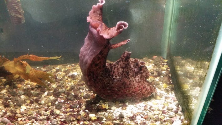 Sea slug study explains what happens when a human brain learns