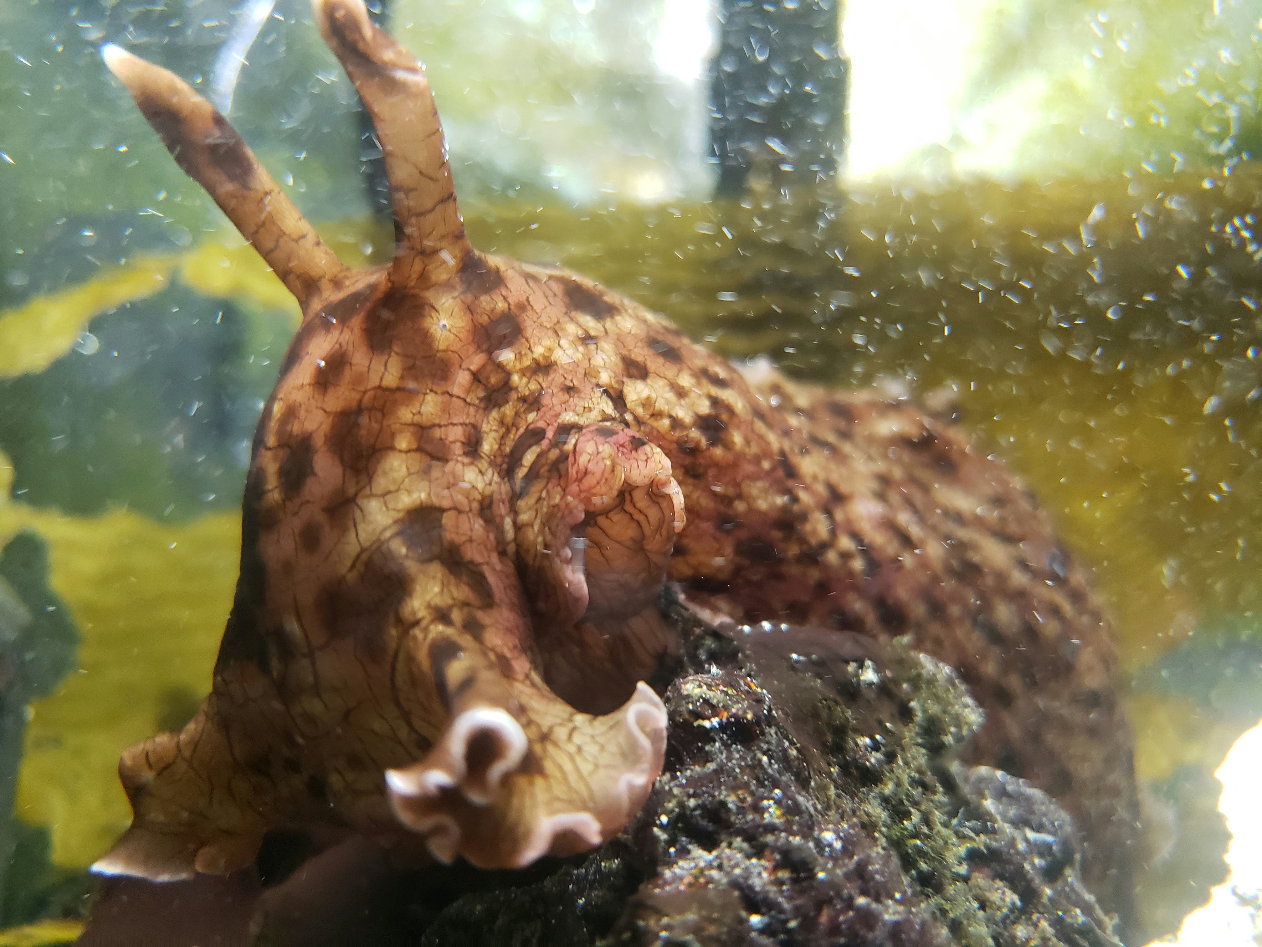 Sea slug study explains what happens when a human brain learns