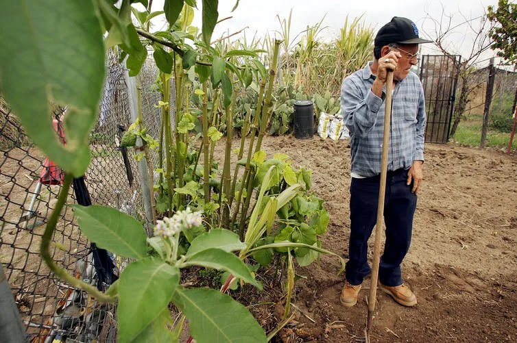 Pandemic gardening: Why we turn to plants when we're stressed