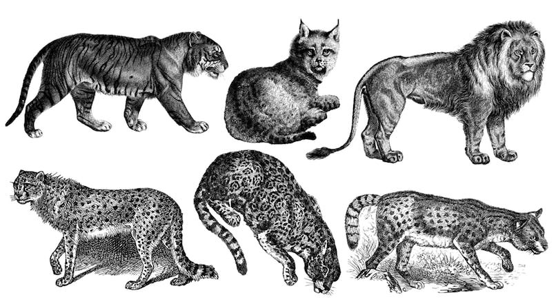 Animal evolution explains why social distancing is so difficult