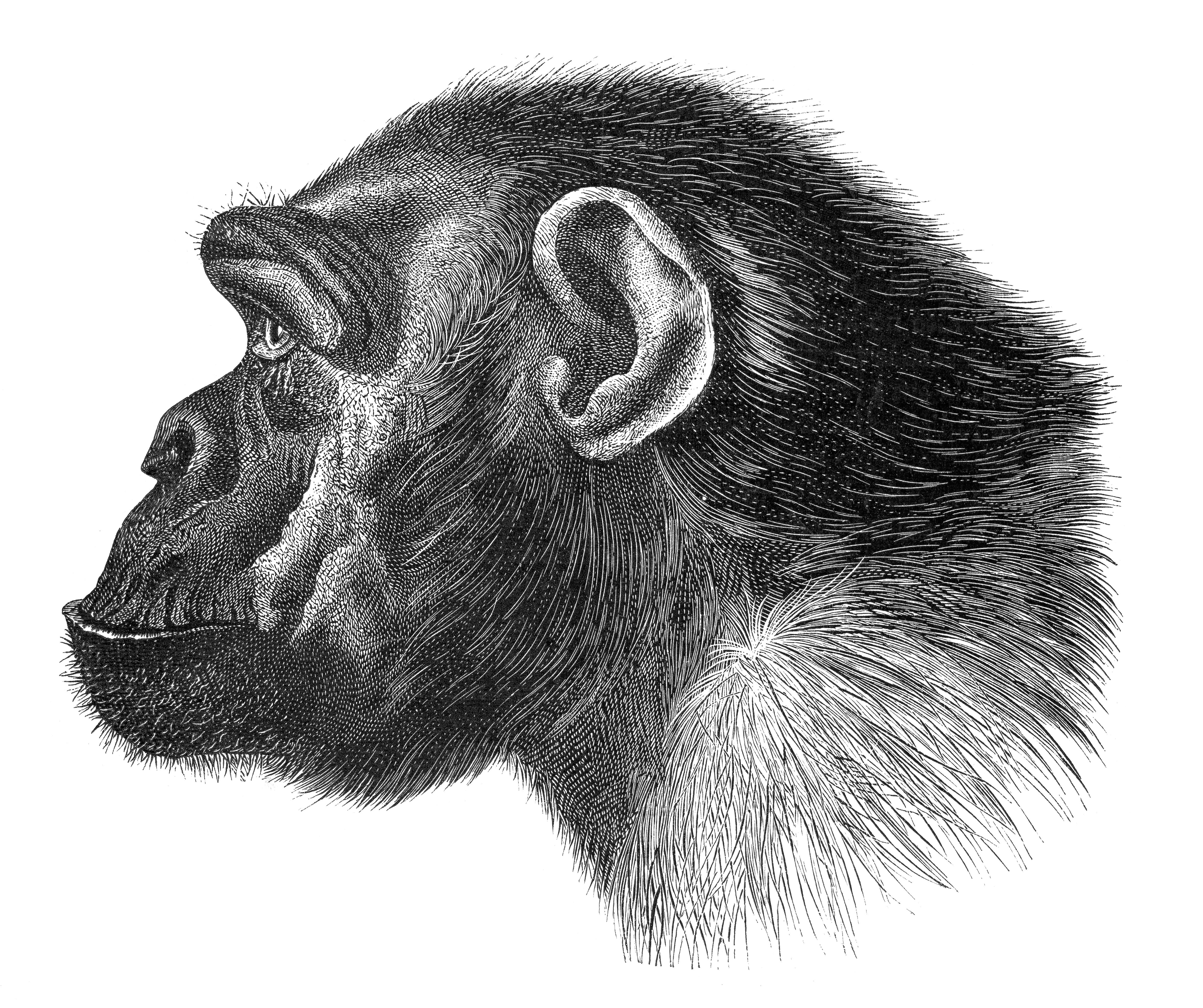 Camera footage reveals "unexpected cultural diversity" in groups of chimps