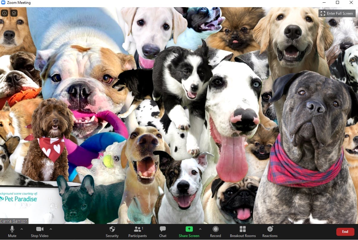 These 21 Dog Zoom Backgrounds Will Upgrade Your Calls With Some Puppy Love