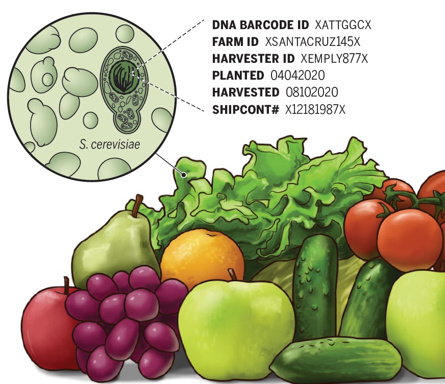Scientists develop a "passport" for fruit that will change the way you ...