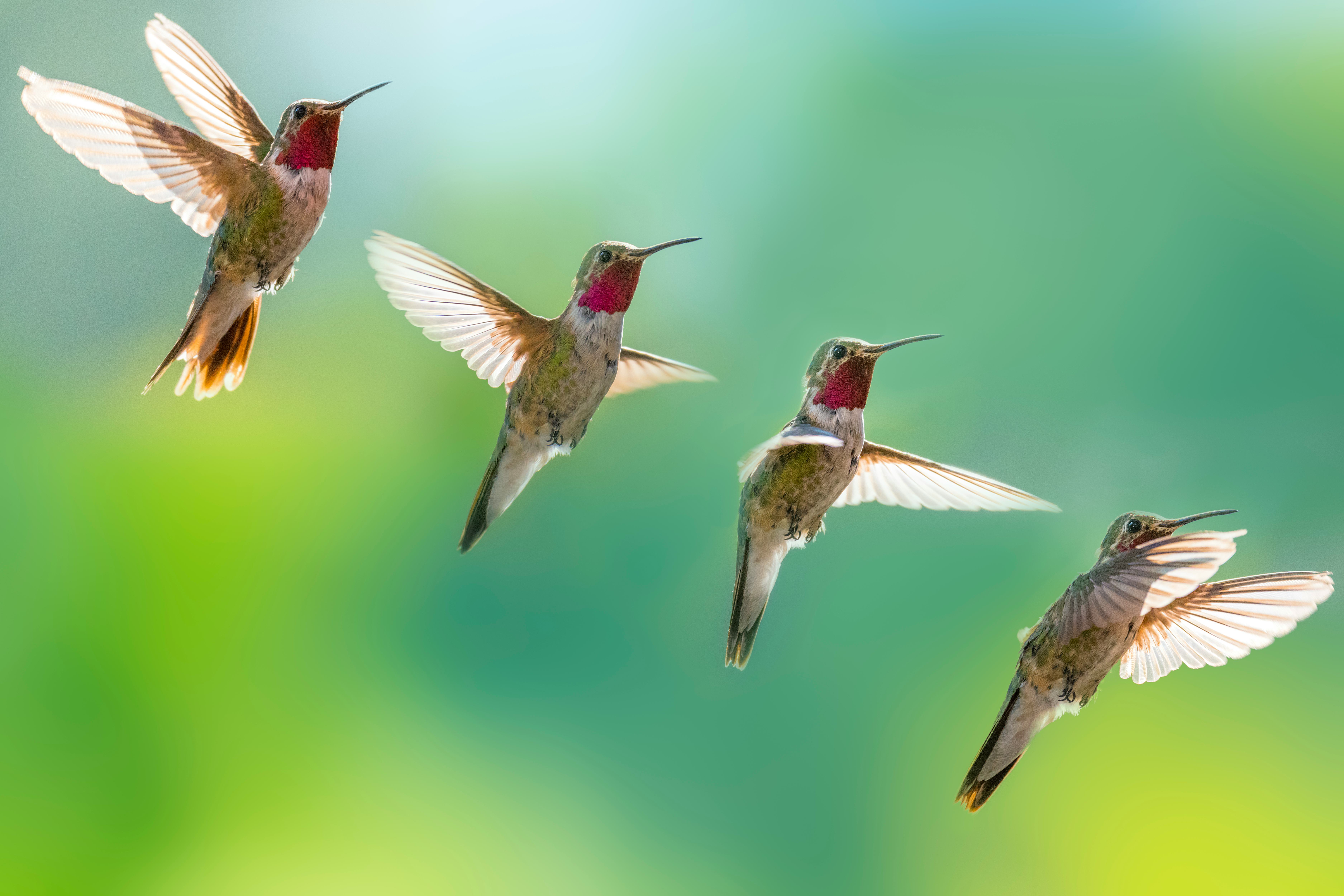 Wild hummingbirds can see colors that humans can't — study