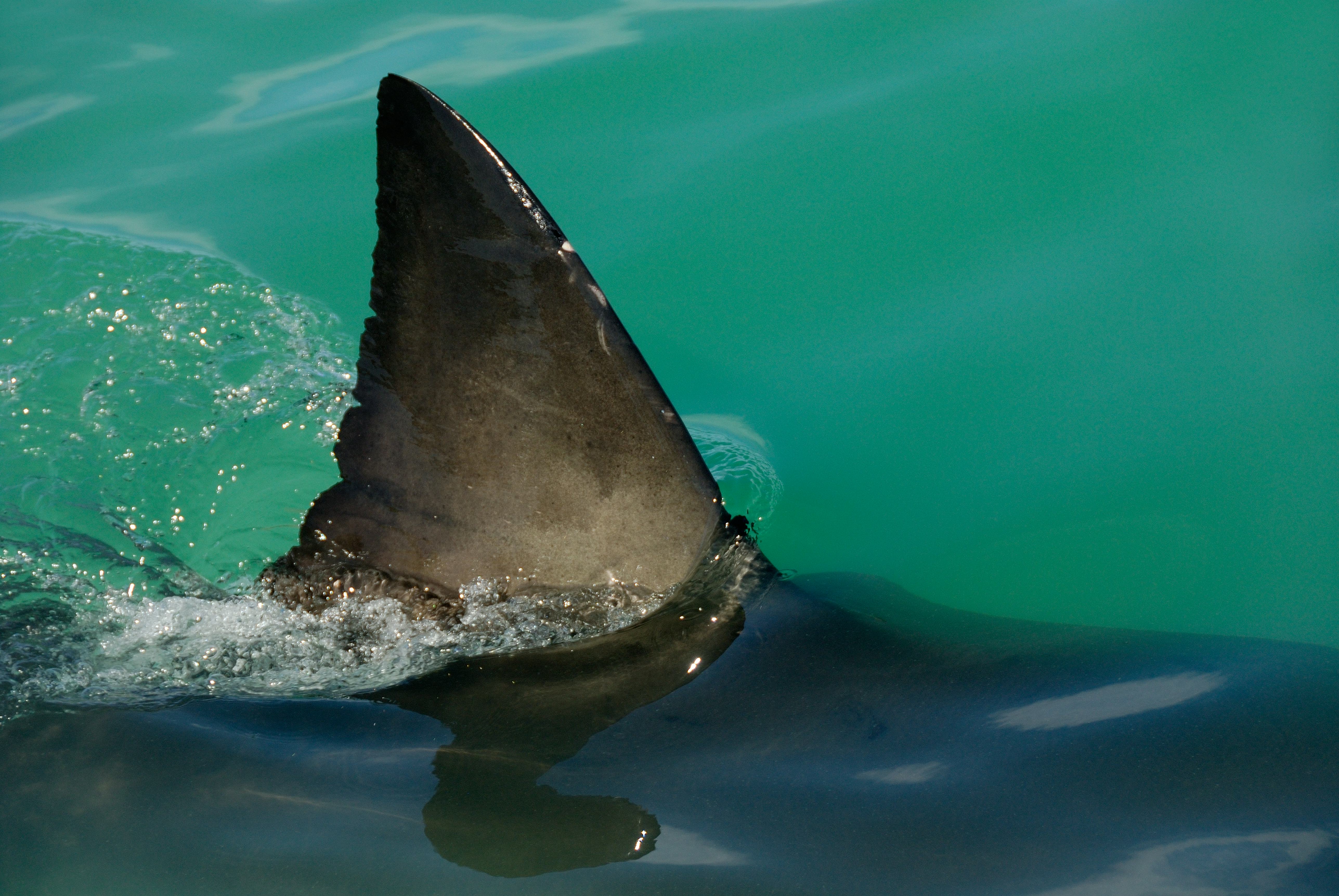 Sharks are all around us. Scientists explain why we don't need to fear.