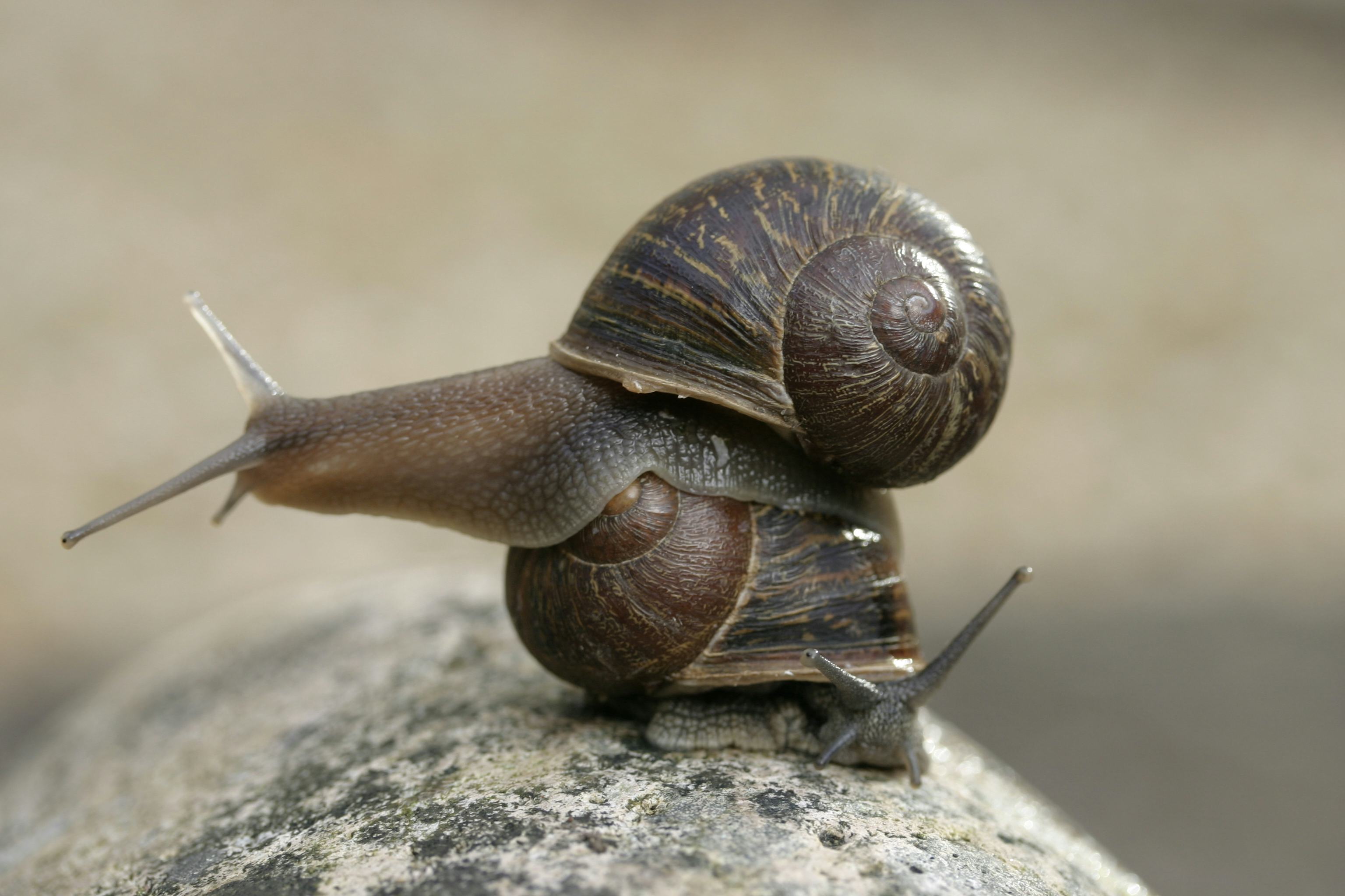 Rare snail makes science history thanks to international hunt for a mate
