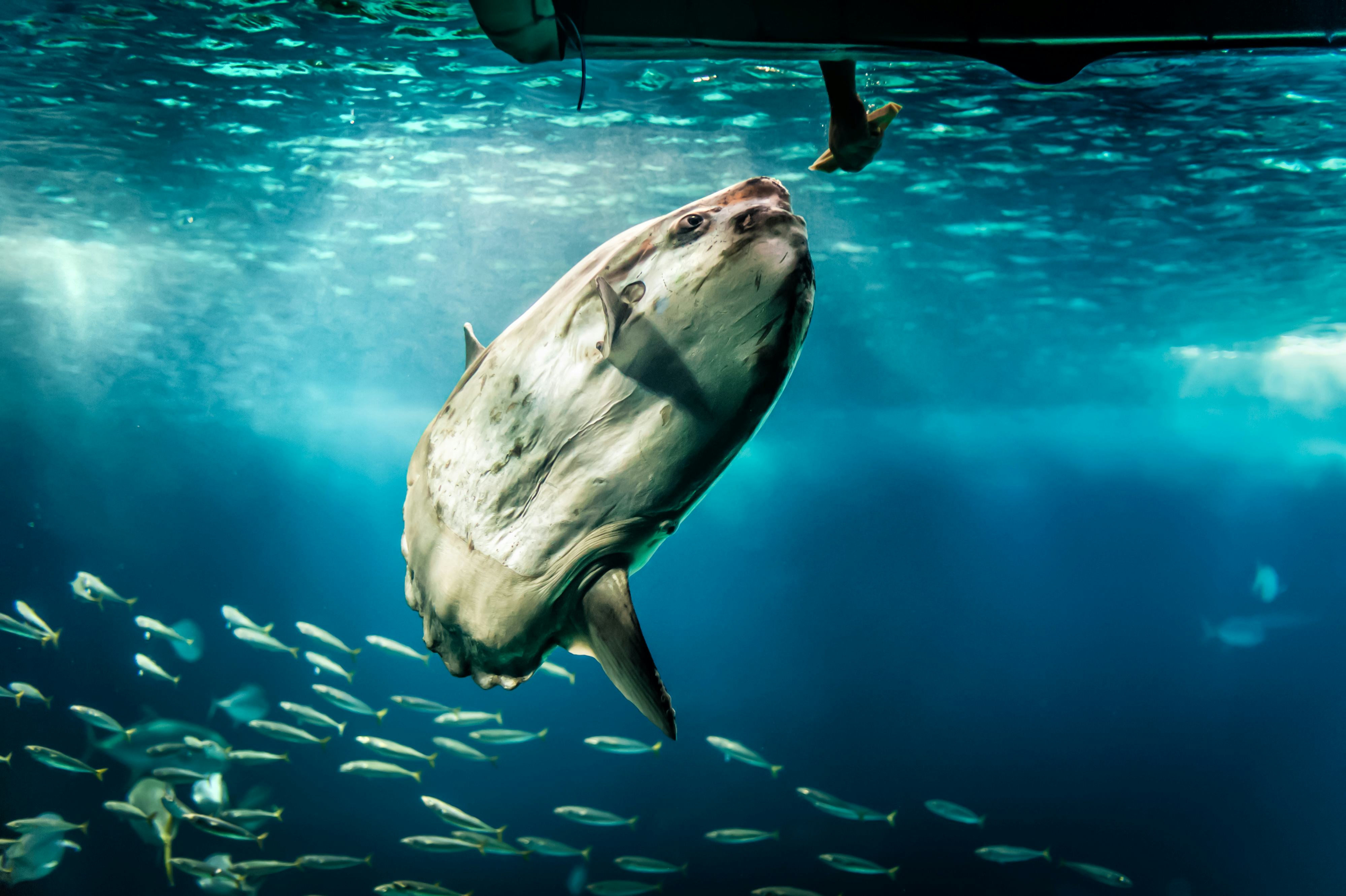 Science explains that breathtaking, viral mola mola video