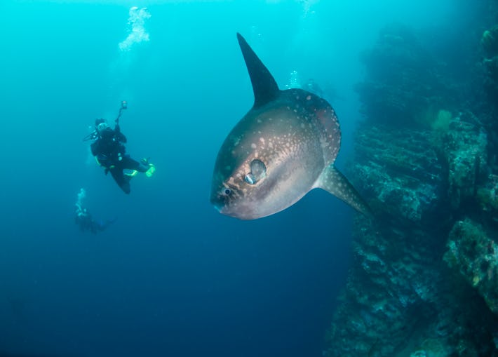 Science explains that breathtaking, viral mola mola video