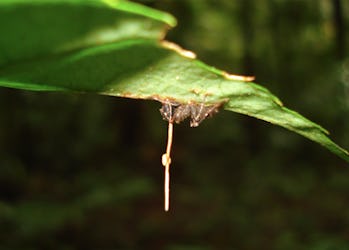 The Last of Us 2: The real science that inspired the zombie fungus