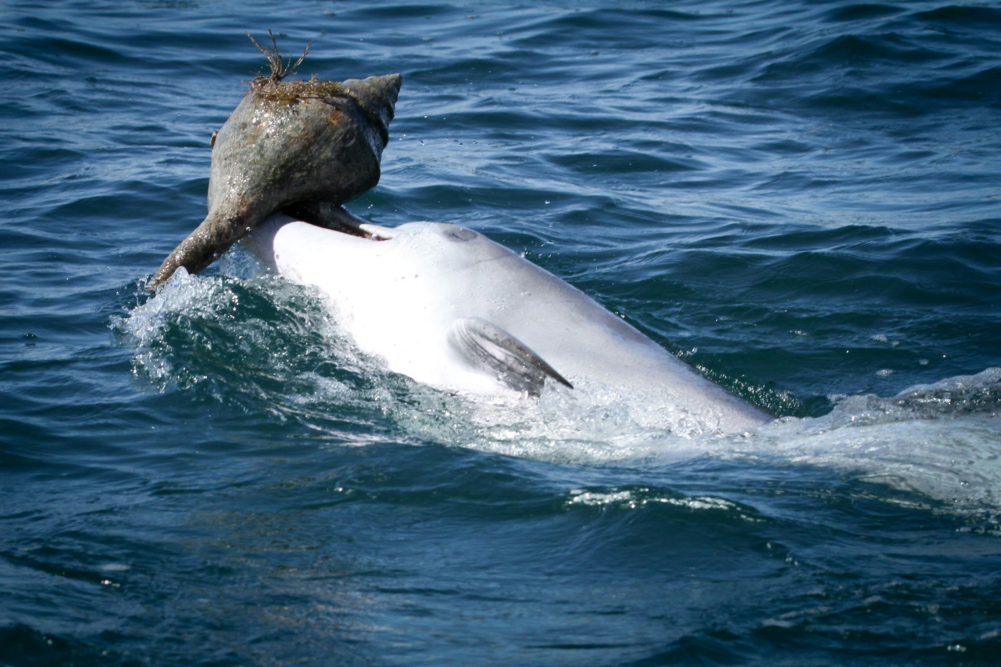 Study reveals a surprising reason dolphin friendship is key to survival