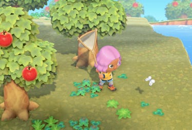 'Animal Crossing: New Horizons' July 2021 fish, bugs, and sea creatures