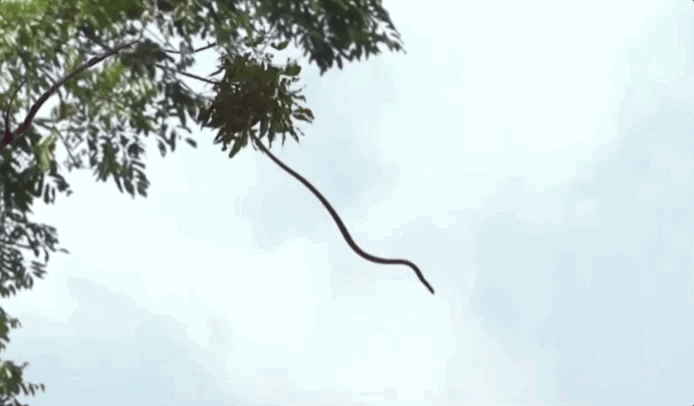 5 animals that "fly" without wings