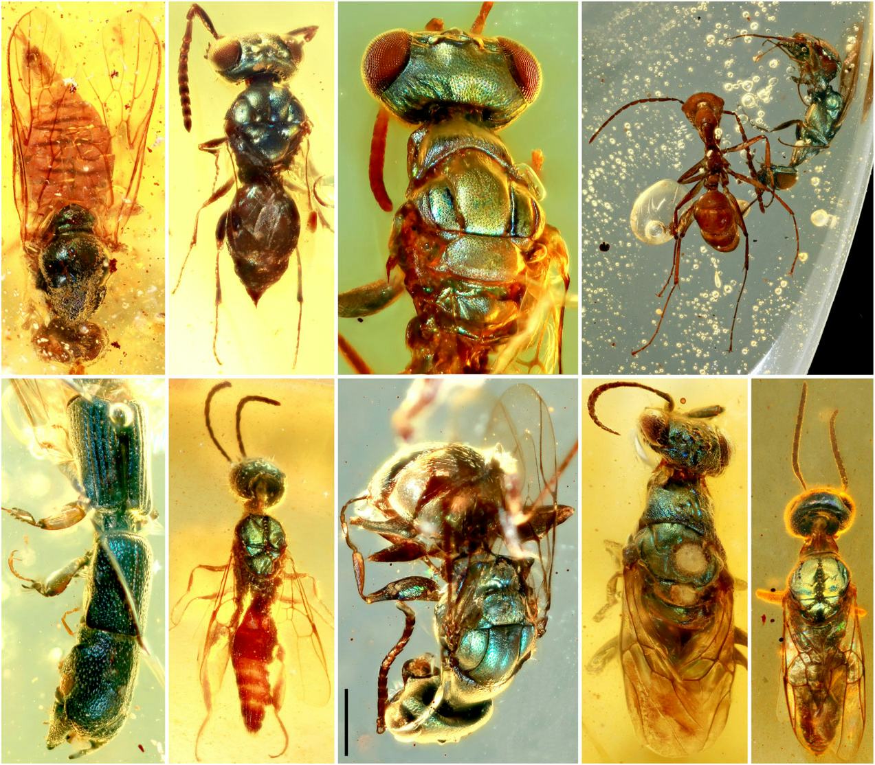 99-million-year old bugs reveal an ancient world of vibrant color