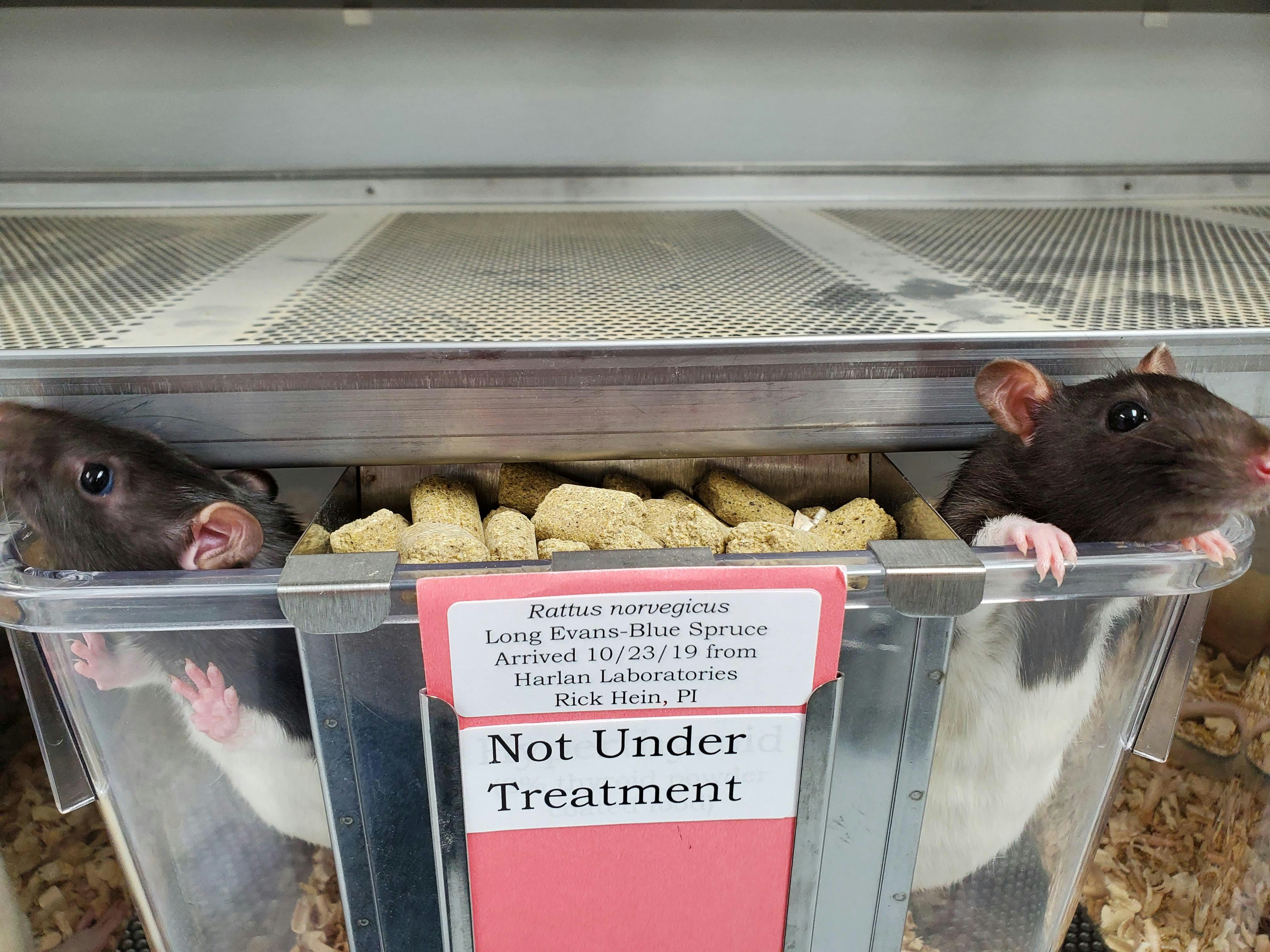 One biologist became a quiet champion for a creature that's the soul of ...