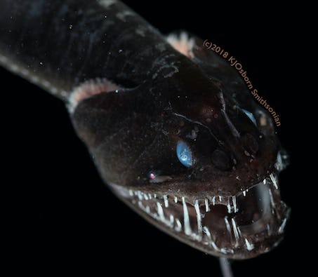 In the deep sea, scientists discover one of the blackest materials ever ...