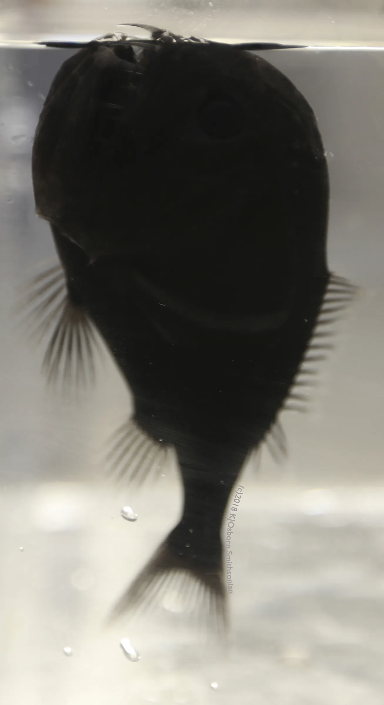 In the deep sea, scientists discover one of the blackest materials ever ...