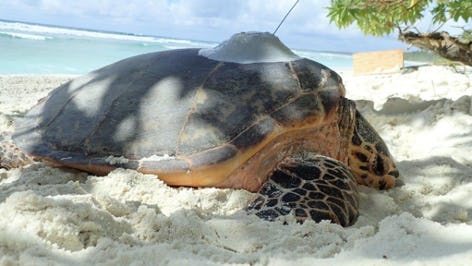 Study serves an unprecedented look at how sea turtles make 500-mile ...