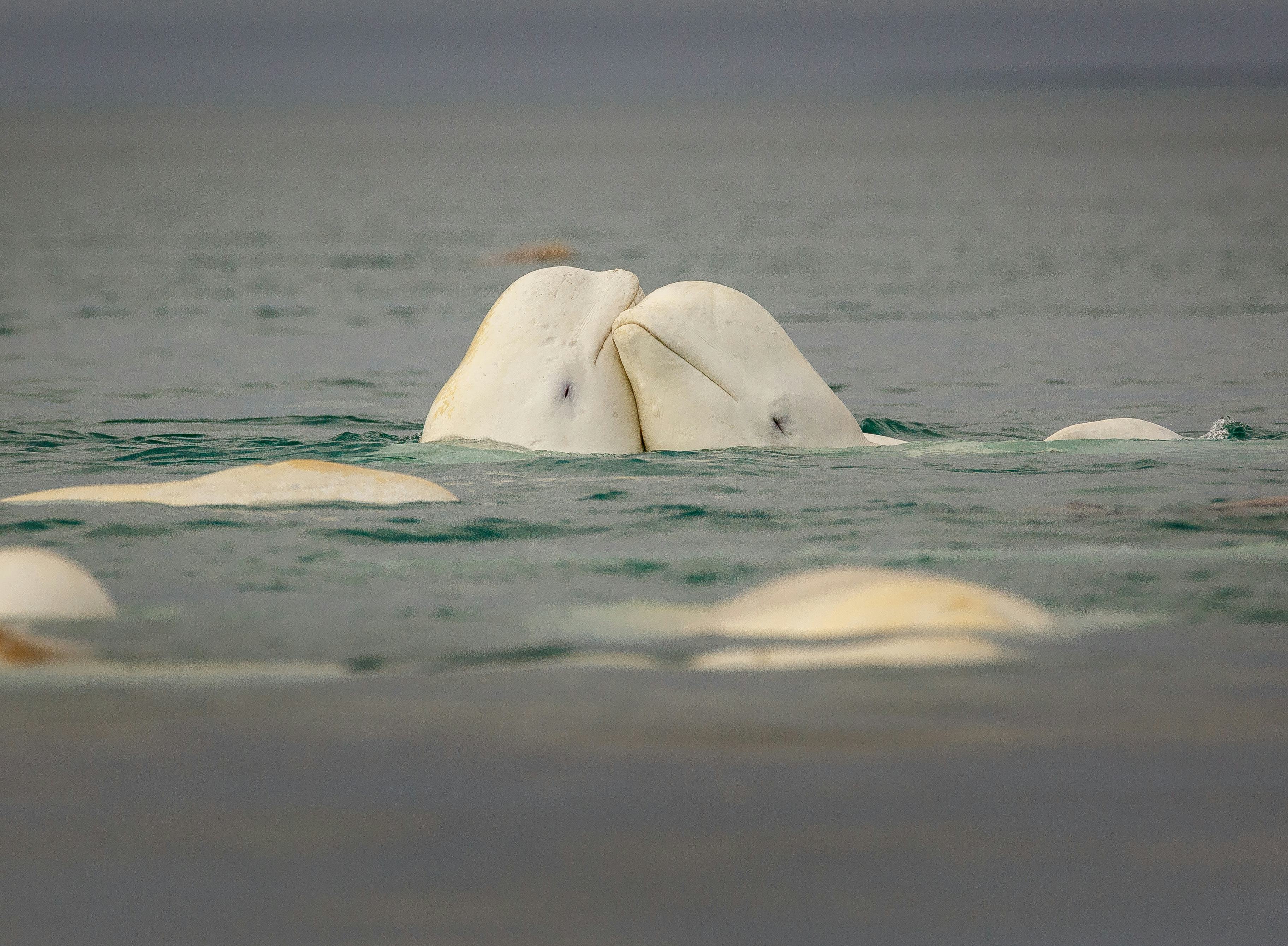 Study reveals curiously human-like social ties among beluga whales