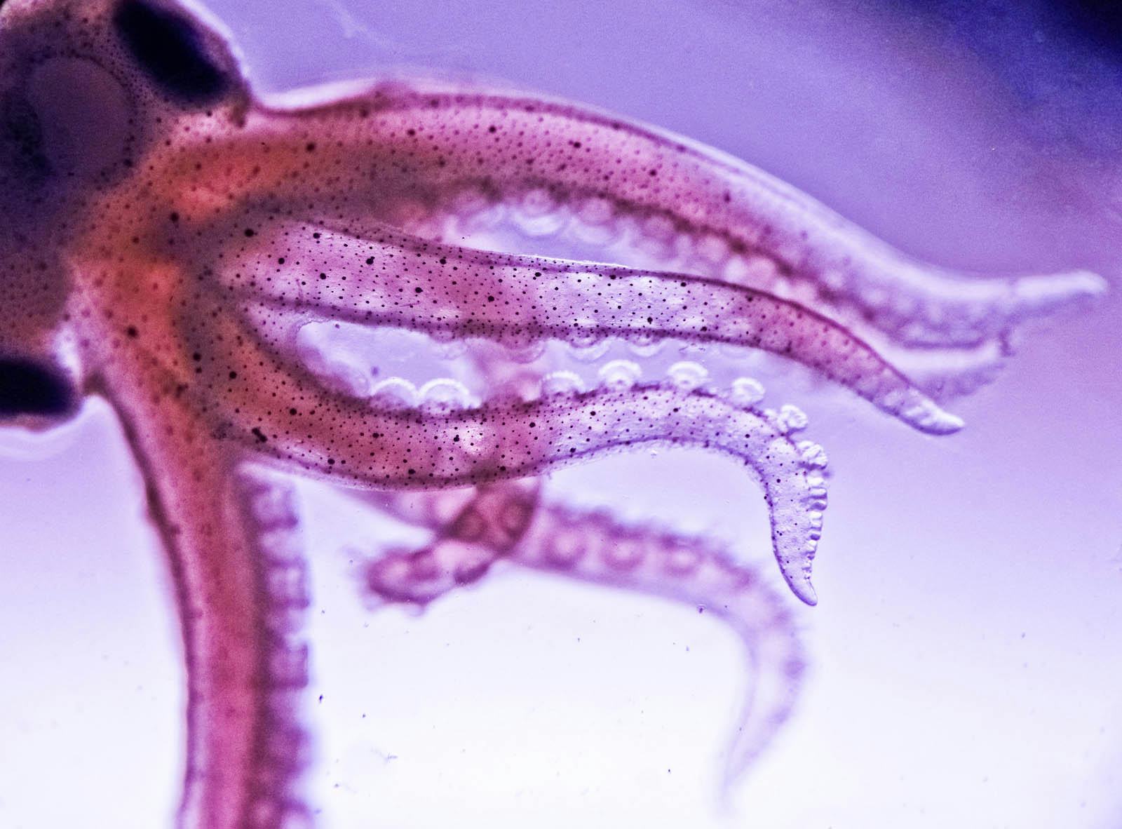 Watch: The scientific reason why baby octopuses ride jellyfish