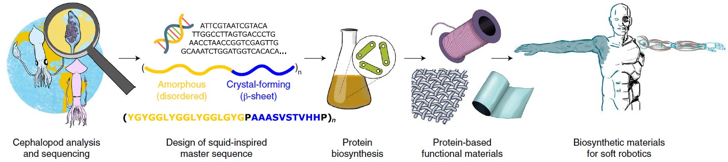 This squid-inspired protein is the future of PPE