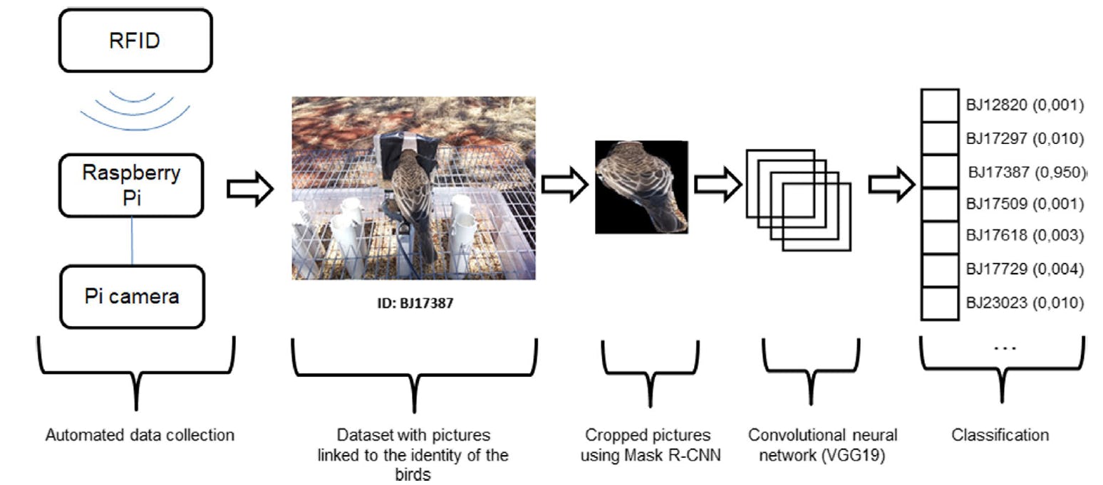 A.I. birder does what a human never could — study