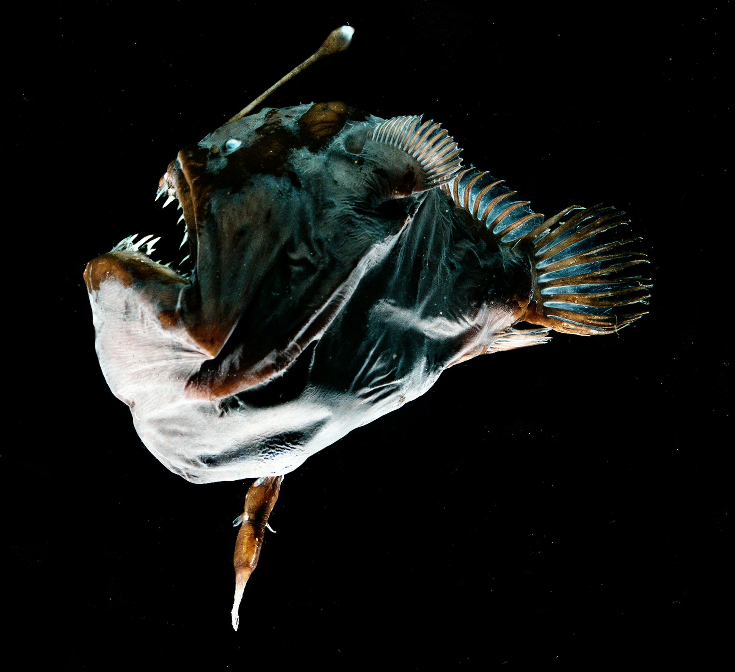 Strange anglerfish sex is teaching scientists about the immune system
