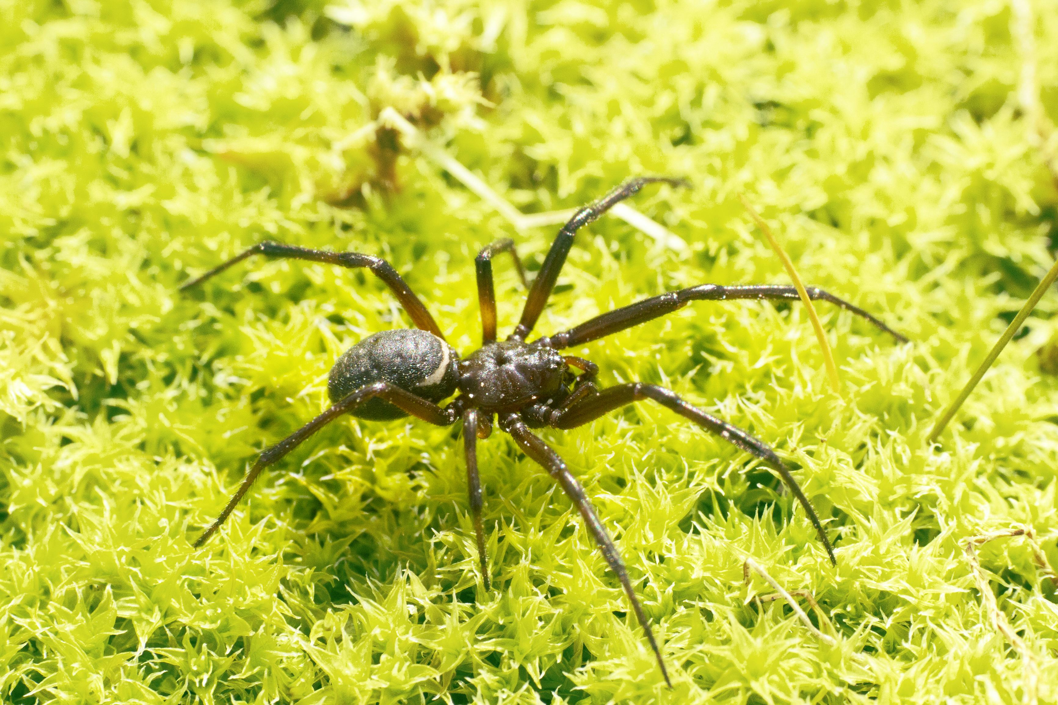 Nature's creepiest crawler is thriving as climate change warms the Arctic