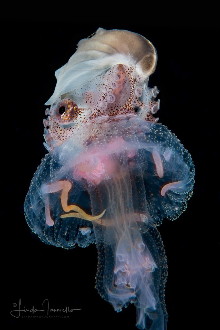 Watch: The scientific reason why baby octopuses ride jellyfish