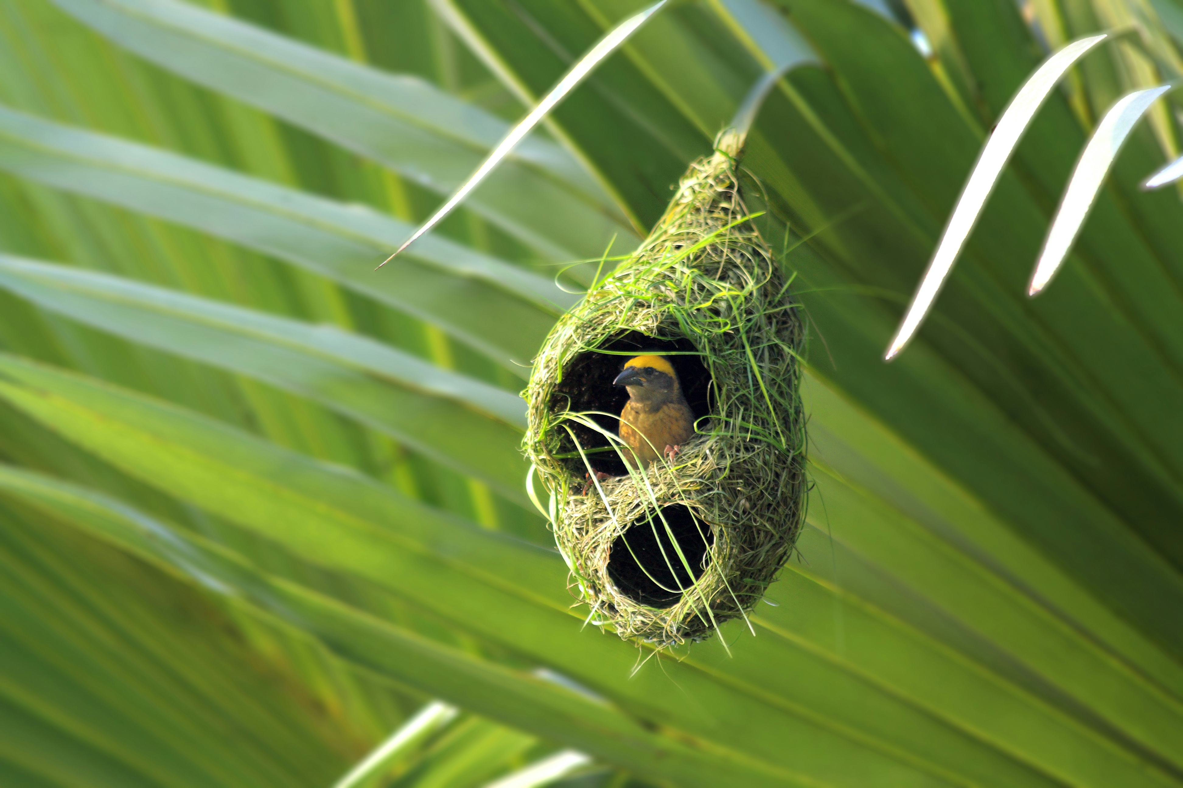 Images reveal 5 scientifically amazing bird nests