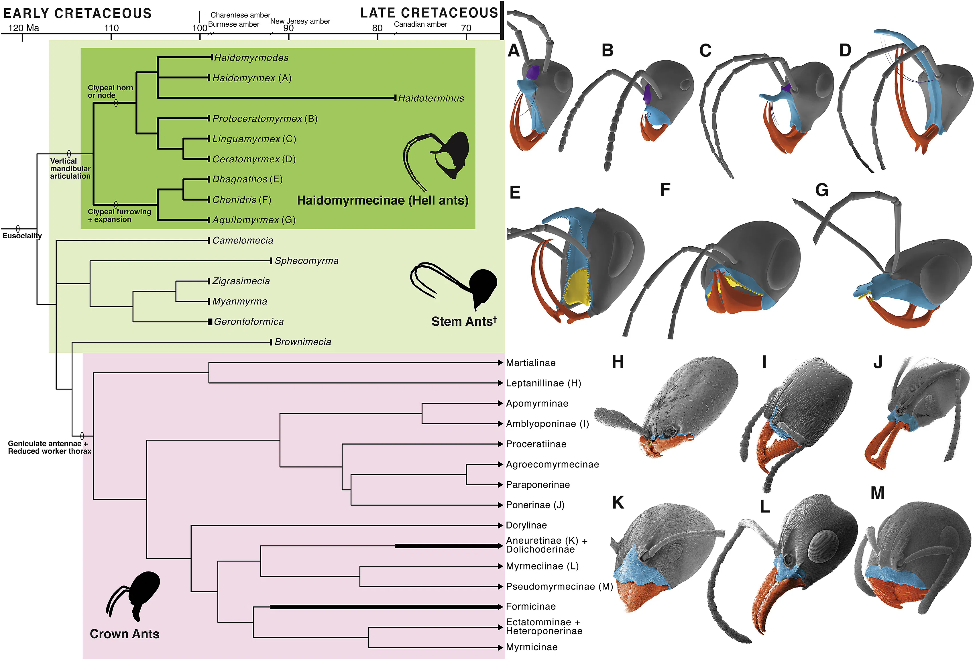 A 99 million-year-old "hell ant" was found in amber murdering its prey