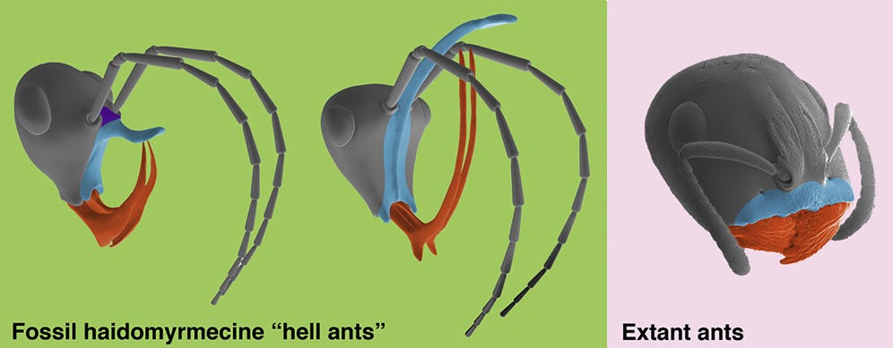 A 99 million-year-old "hell ant" was found in amber murdering its prey