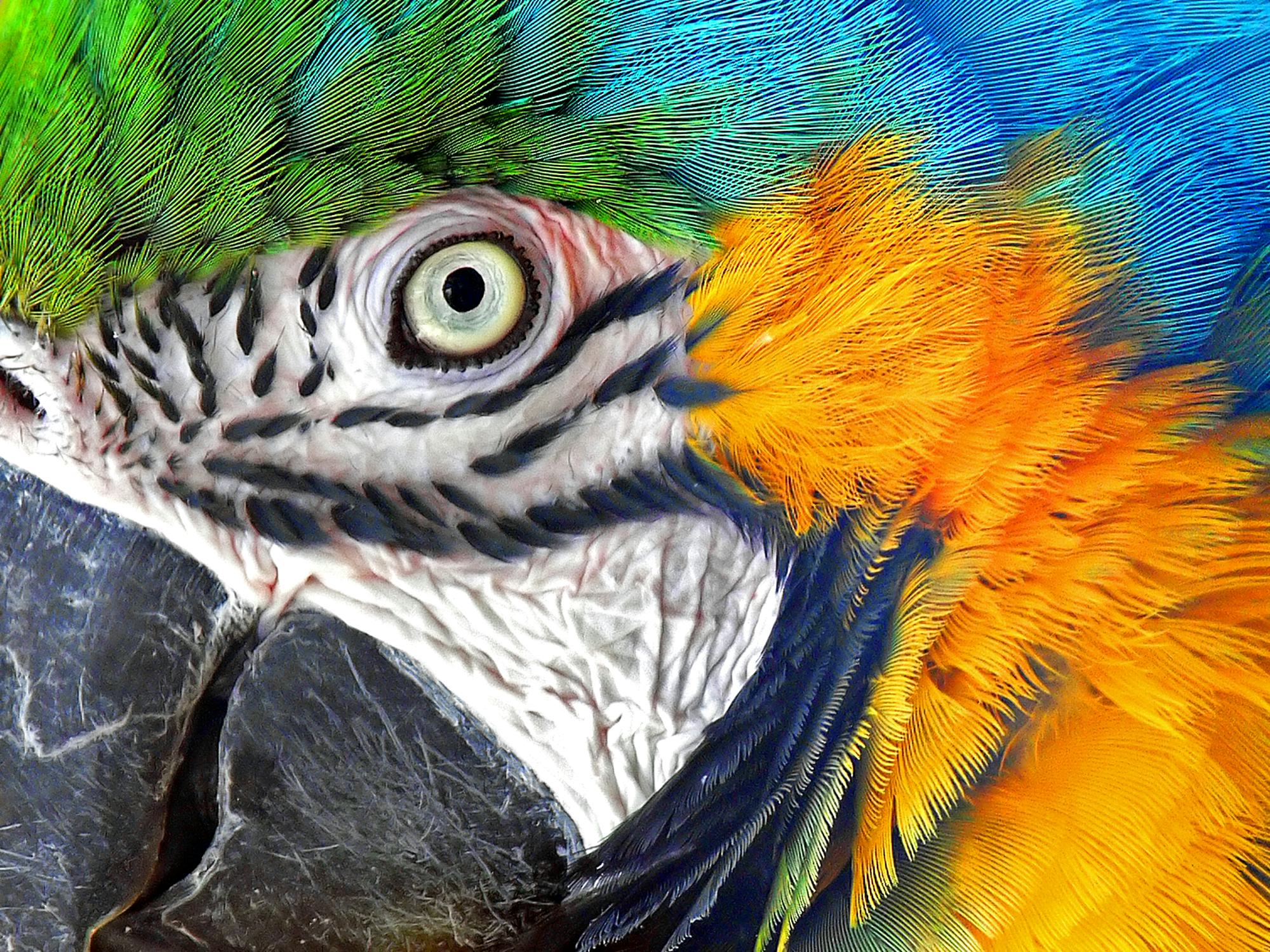 When birds cry, scientists get closer to understanding human tears