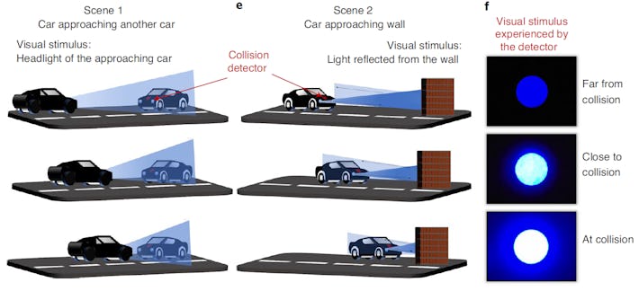 A biblical plague insect could help create the future of self-driving cars