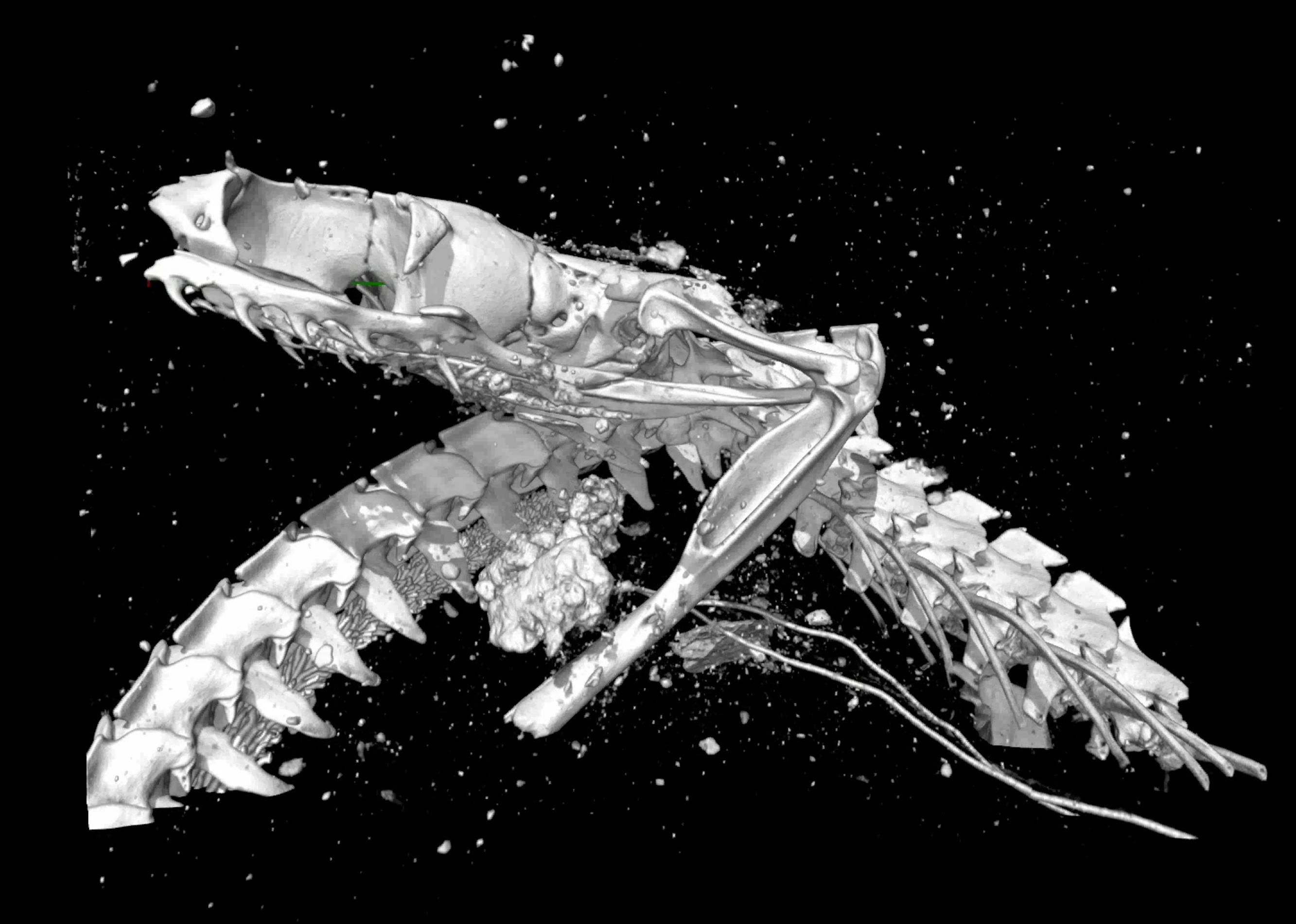 Incredible CT tech resurrects 2,000-year-old animal mummies