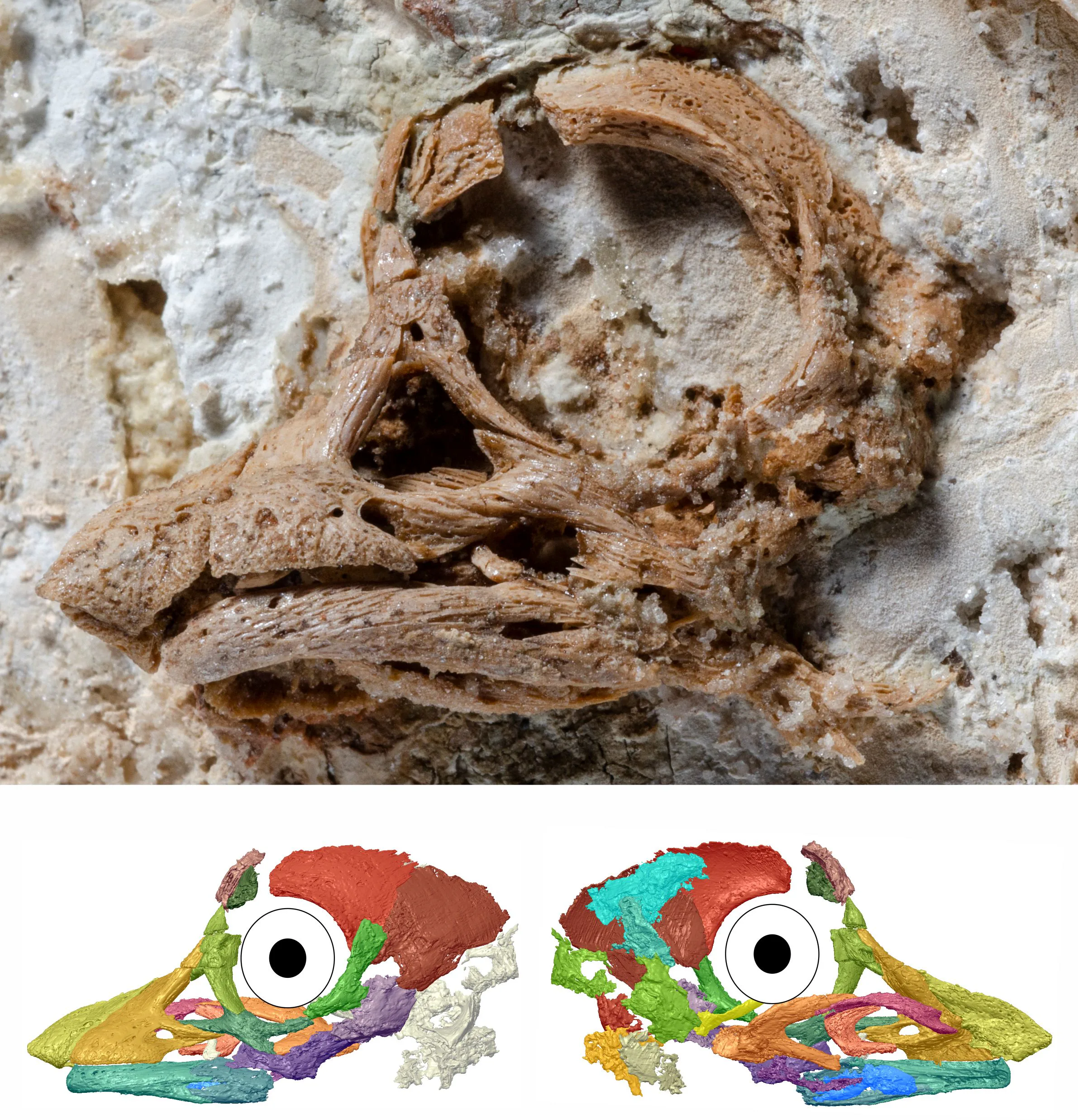 3D scans reveal what a dinosaur hatchling looked like