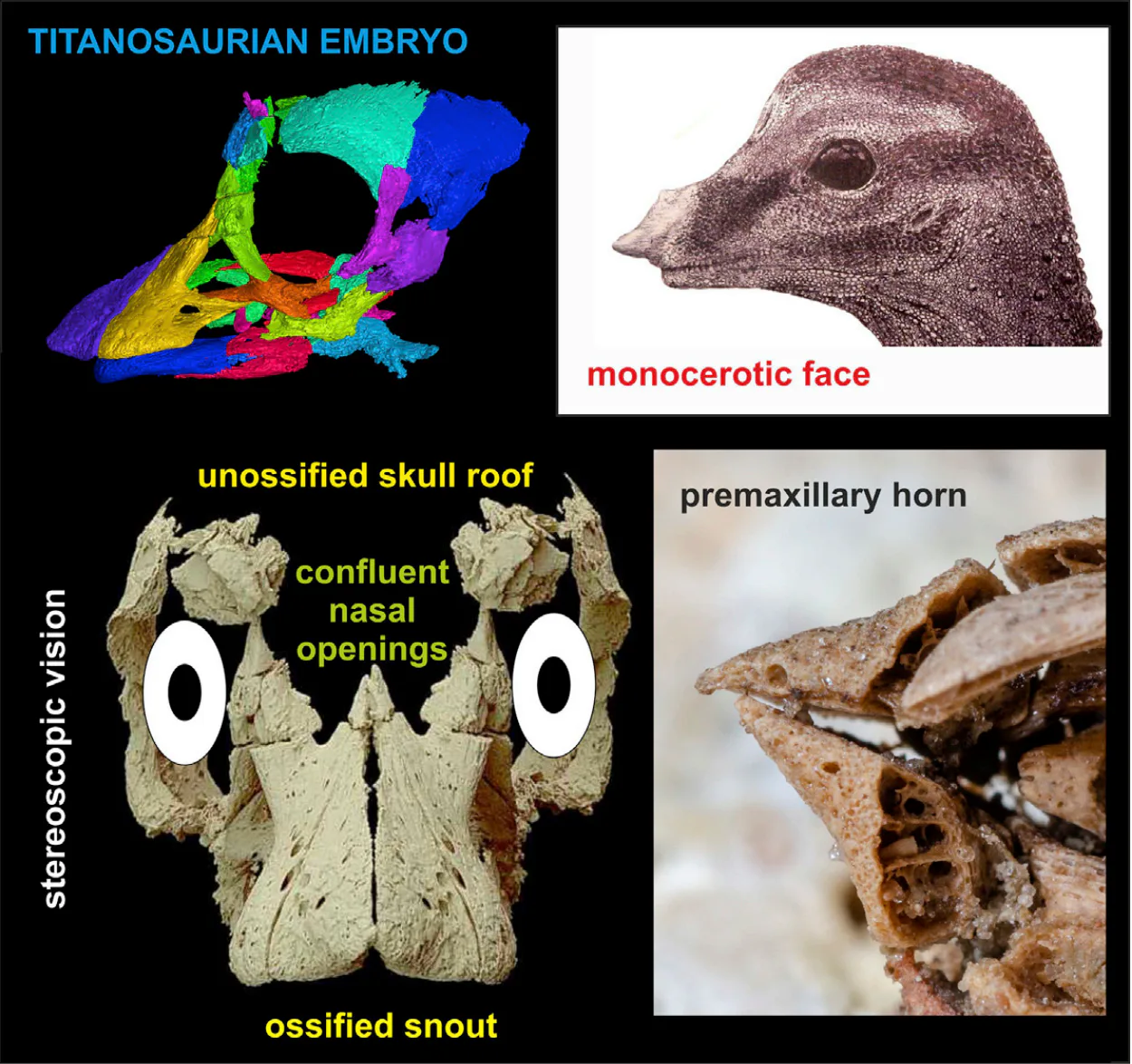 3D scans reveal what a dinosaur hatchling looked like